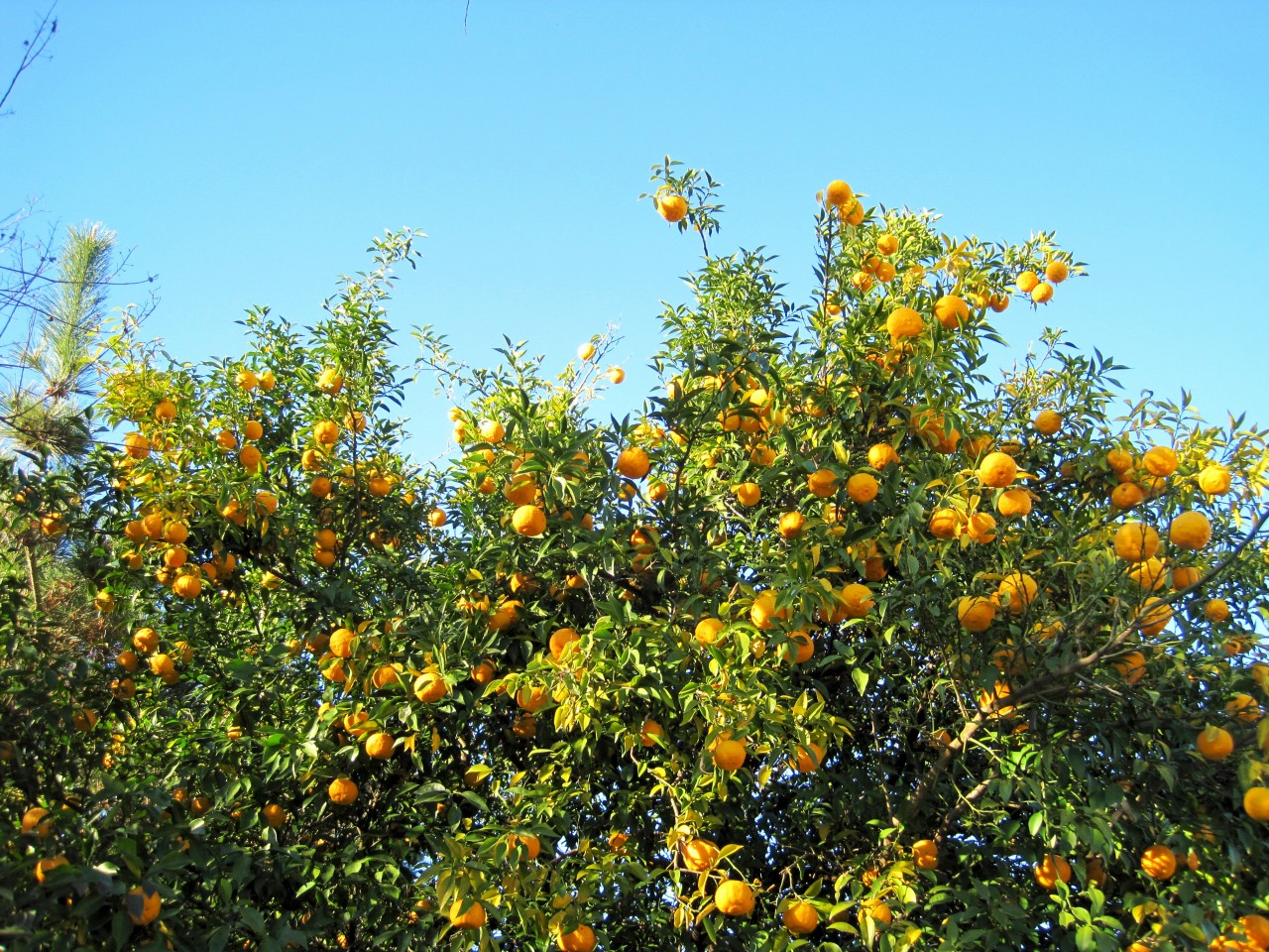 About Certified Organic Japanese Yuzu Citrus