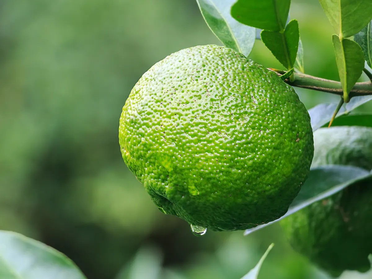 Buy Premium Japanese Yuzu Citrus Online