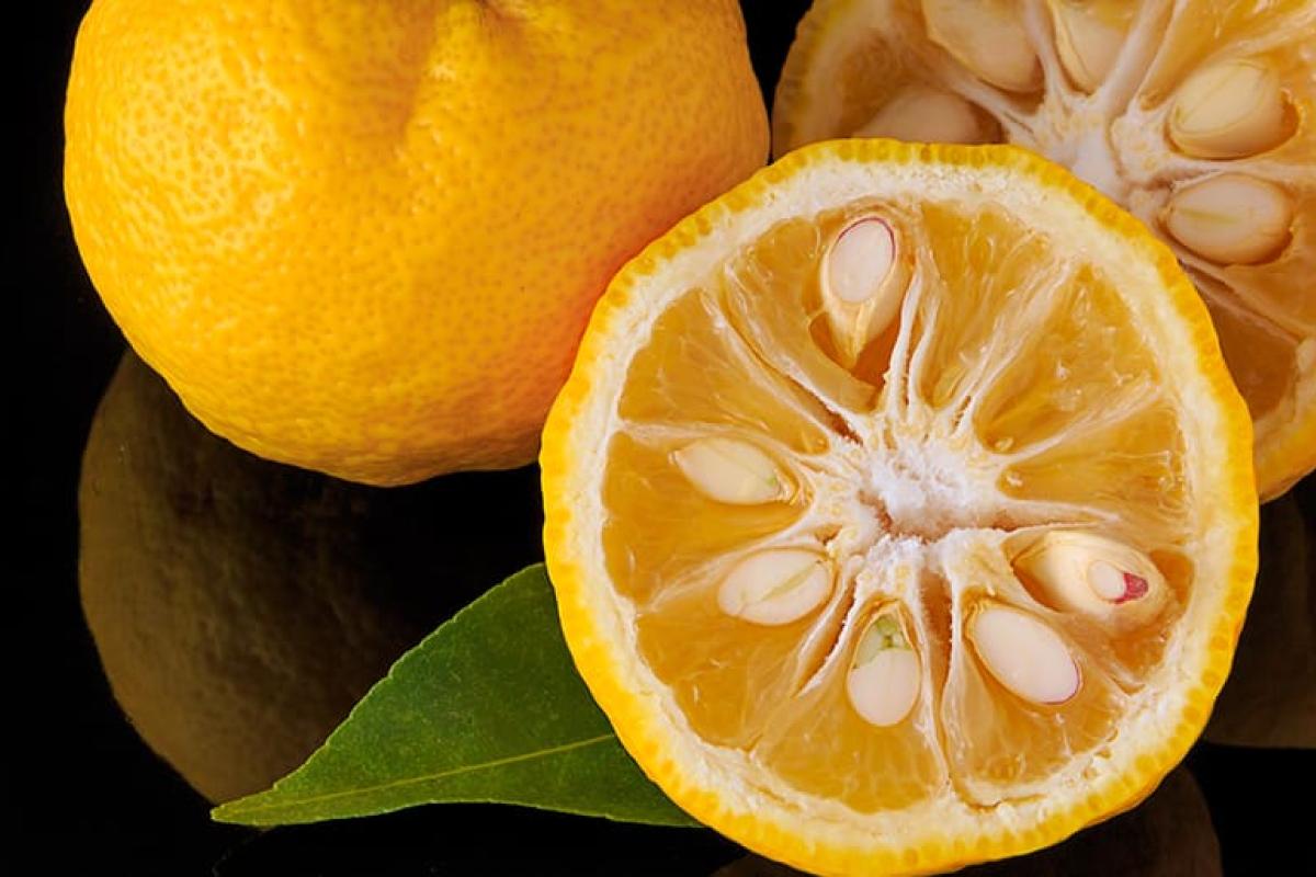 Buy Premium Japanese Yuzu Citrus Online